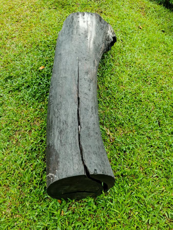 Isolated Big Log Has Black Color on Green Grass. Stock Image - Image of ...