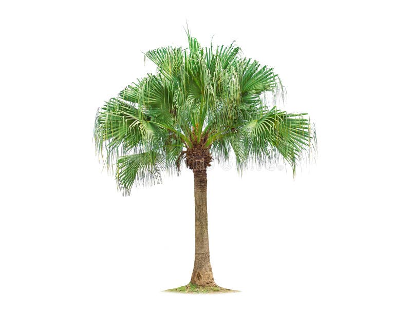 Isolated Big Palm Tree on White Background. Stock Image - Image of ...