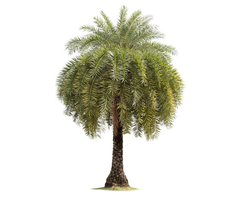 Isolated Big Palm Tree on White Background.Large Palm Trees Database ...