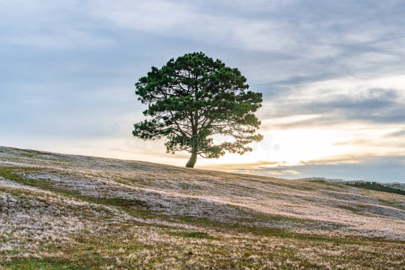 Isolated Big Tree on the Pink Grass Valley Under Sunset Stock Photo ...