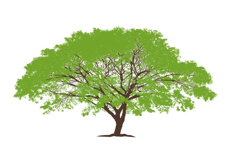 Big Tree Logo