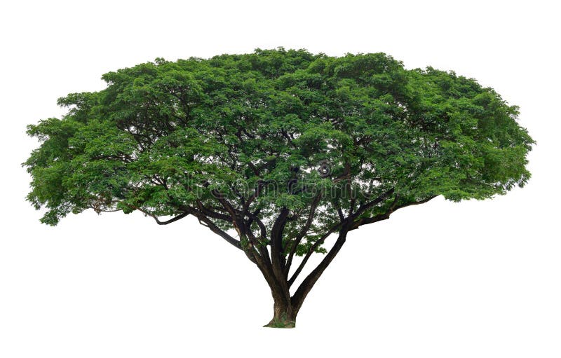 Isolated Big Tree on White Background Stock Photo - Image of nature ...