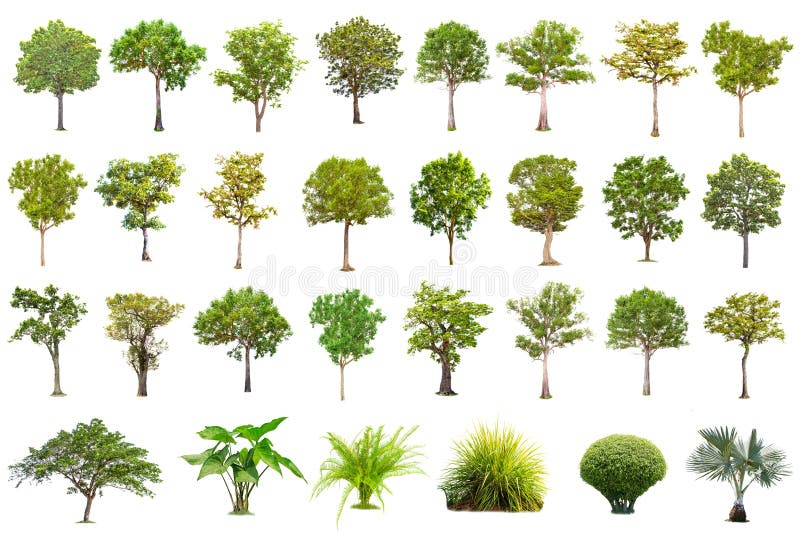 Tree Collection Stock Photos - Download 50,144 Royalty Free Photos