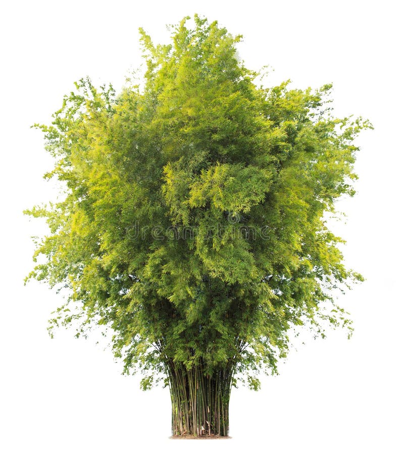 Isolated Big Tree on White Background Stock Photo - Image of maple ...