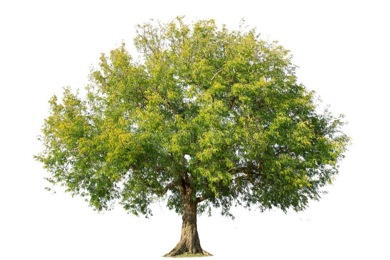 Isolated Big Tree on White Background. Stock Image - Image of field ...