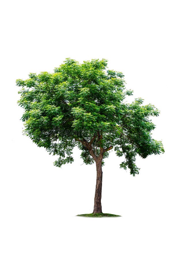 Isolated Big Tree on White Background. Stock Image - Image of isolate ...