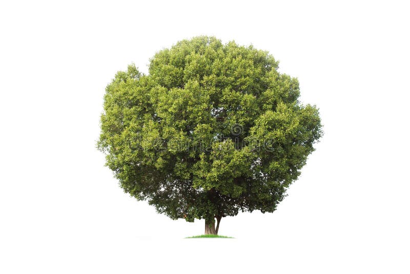 Isolated Big Tree on White Background Stock Photo - Image of growth ...