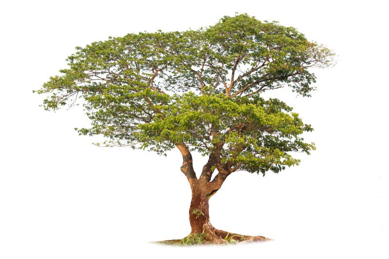 Isolated Big Tree on White Background Stock Image - Image of isolate ...