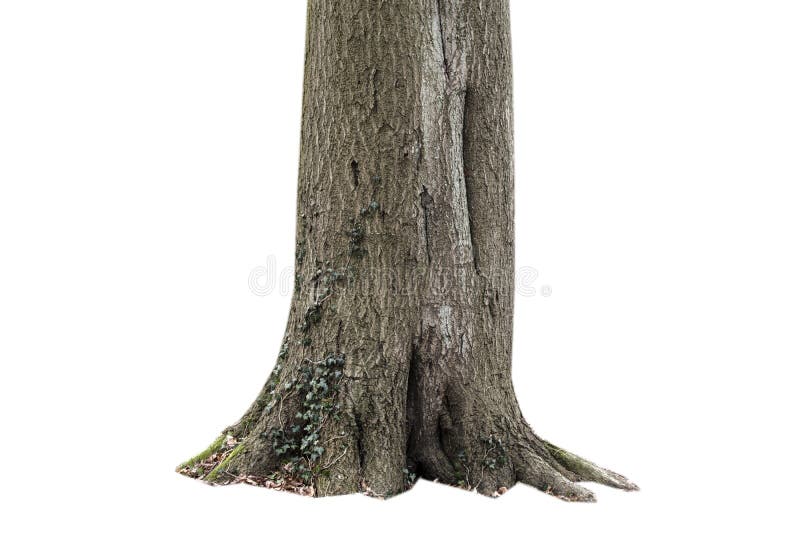 Isolated big trunk stock image. Image of nature, tree - 88027471