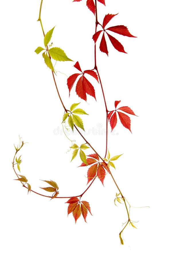 Isolated bindweed plant stock image. Image of closeup - 27299549