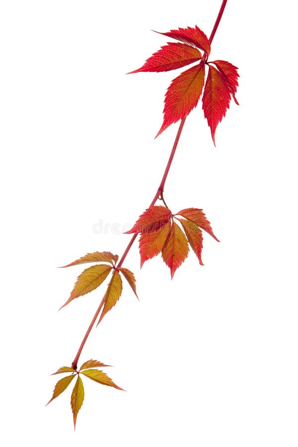 Isolated bindweed plant stock photo. Image of decoration - 27299570