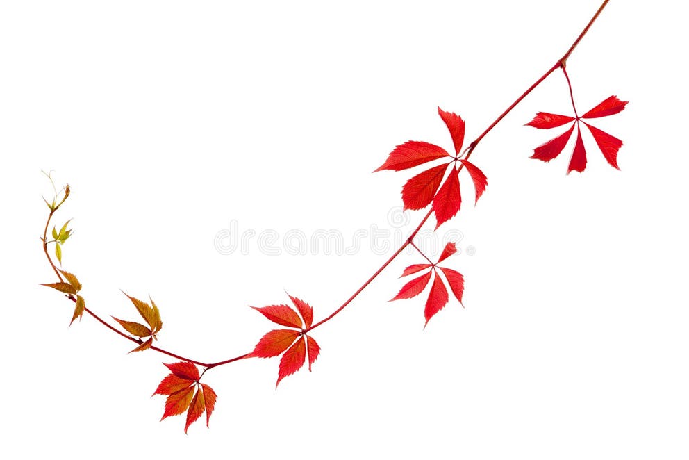 Isolated bindweed plant stock photo. Image of floral - 27299614