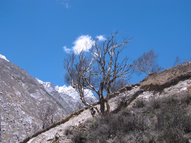 Isolated Birch Tree in High Altitude Stock Photo - Image of survivor ...