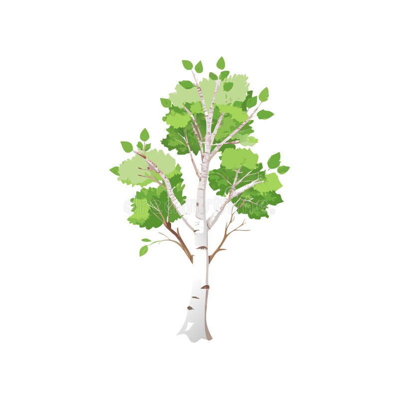 Isolated Birch Tree Illustration: Green Leaves, White Bark, Nature ...