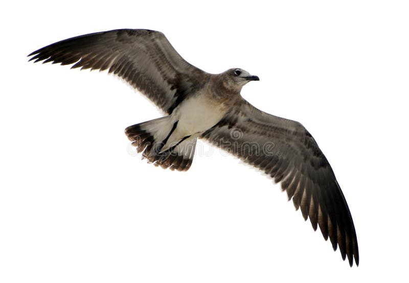 Isolated bird stock image. Image of osprey, flying, pray - 10821789