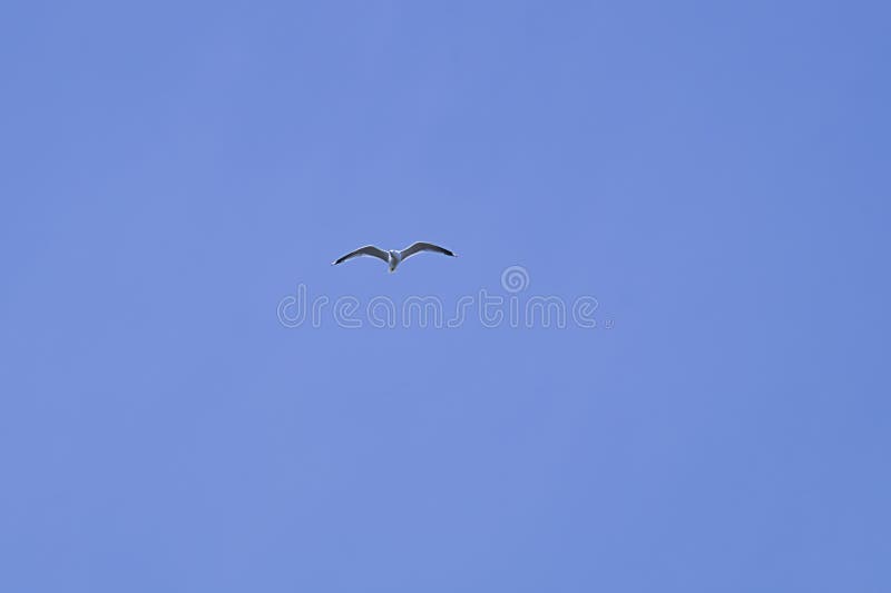 Isolated Bird on a Blue Sky Stock Image - Image of bird, isolated: 39673601