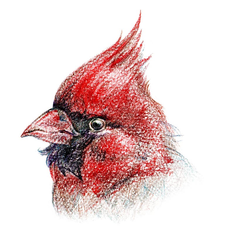 Cardinal Bird Stock Illustrations – 11,789 Cardinal Bird Stock ...