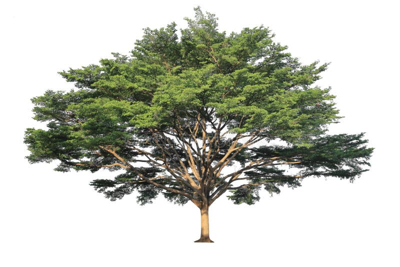 Isolated Black Afara Tree on White Background for Architectural Design ...