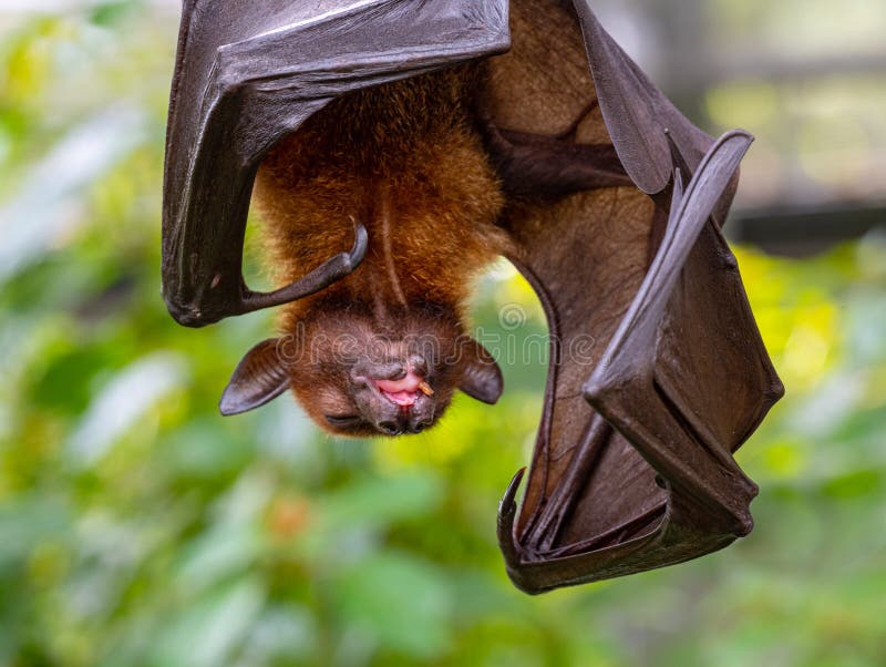 Black Flying-foxes Pteropus Alecto Hanging in a Tree. Wilhelma ...