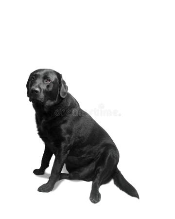 Isolated Black Lab stock image. Image of whisker, drama - 780375
