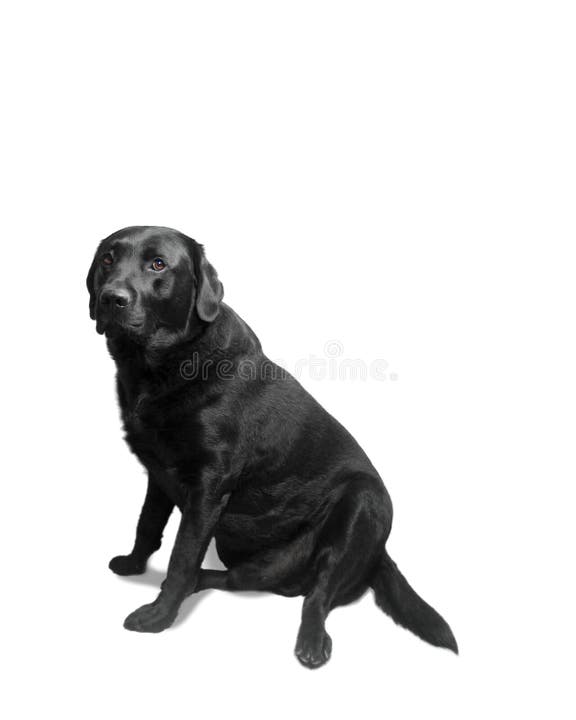 Isolated Black Lab stock image. Image of whisker, drama - 780375