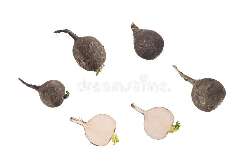 Isolated Black Radish Root Whole and in Pieces Stock Photo - Image of ...