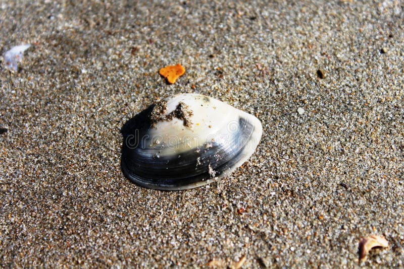 An Isolated Shell in the Beach Stock Photo - Image of shell, beach ...