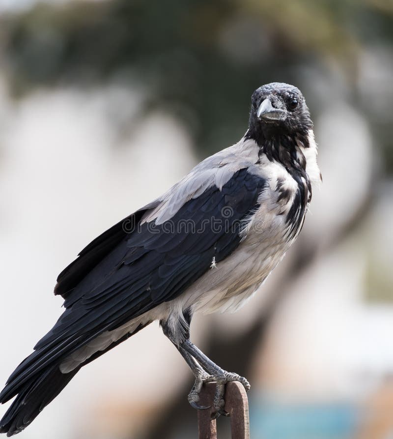 Isolated Crow Looking To the Camera Stock Image - Image of bright ...