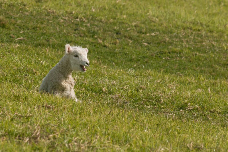 Bleating lamb close up stock image. Image of springtime - 1770605