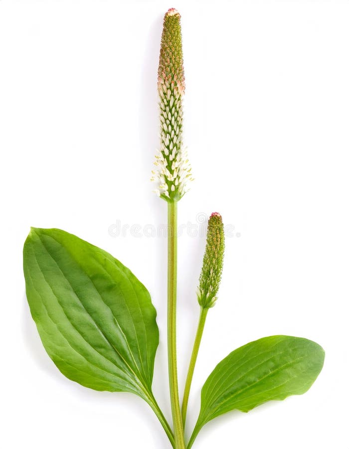 Isolated Blooming Broadleaf Plantain Weed with Medicinal Properties on ...