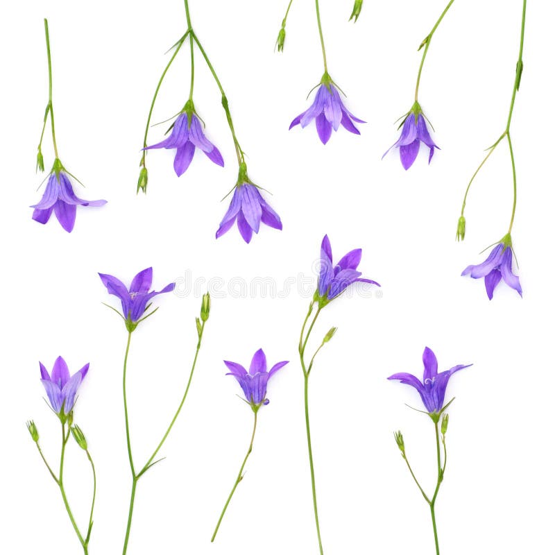 Isolated blue bell stock illustration. Illustration of bell - 74936093