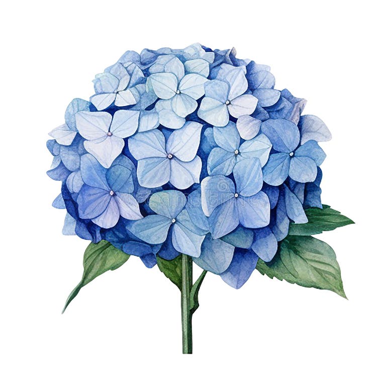Isolated Blue Hydrangea Flower, Watercolor Drawing Stock Illustration ...