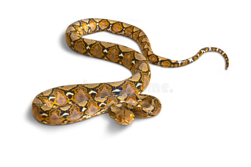 Boa Constrictor Snake Floor Stock Photos - Free & Royalty-Free Stock ...