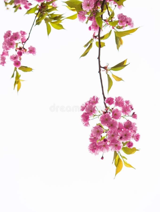 Isolated Branch of a Blooming Pink Sakura Tree on a White Background ...