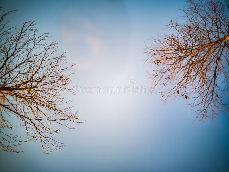 Isolated Branches of Trees with Sky Background Photo,leave less Trees ...