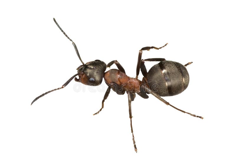 Ant side view stock photo. Image of isolated, antenna - 40692256