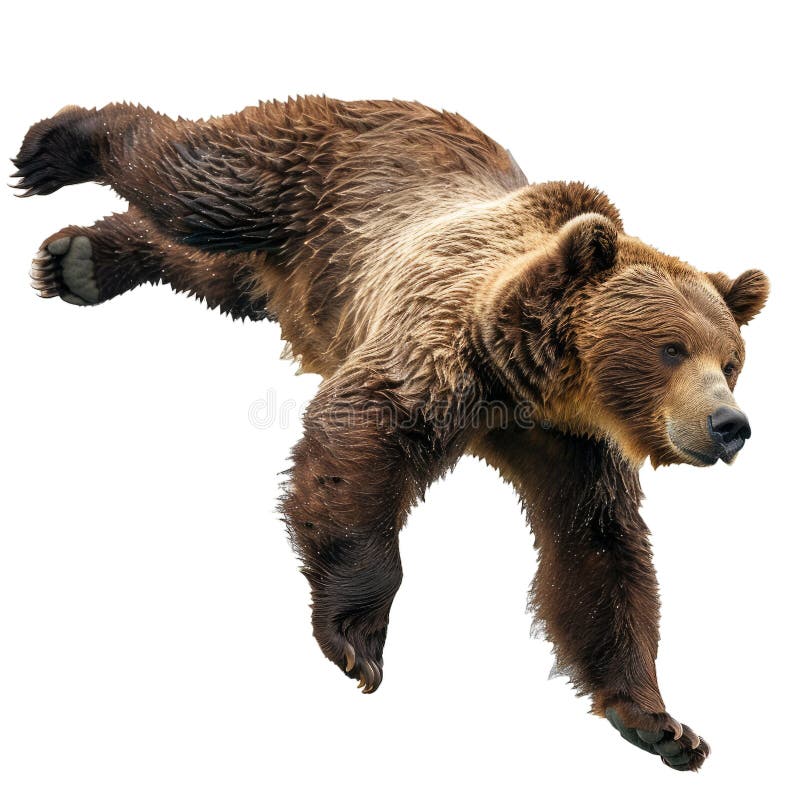 Isolated Brown Bear on Transparent Background Stock Photo - Image of ...