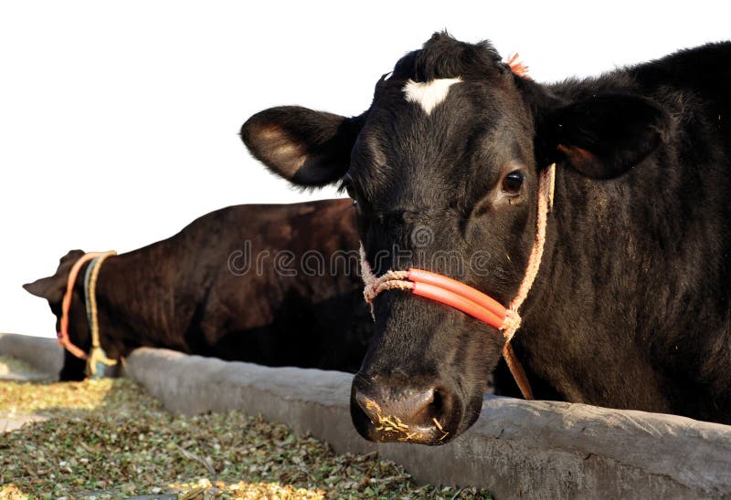 Isolated Buffaloes stock photo. Image of isolated, cattle - 39694578