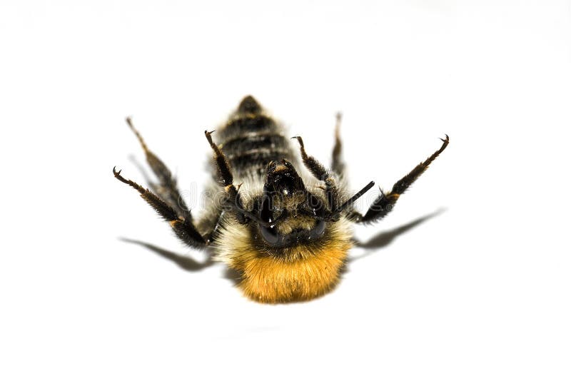 Isolated Bumblebee on Her Back Stock Image - Image of isolate, nature ...