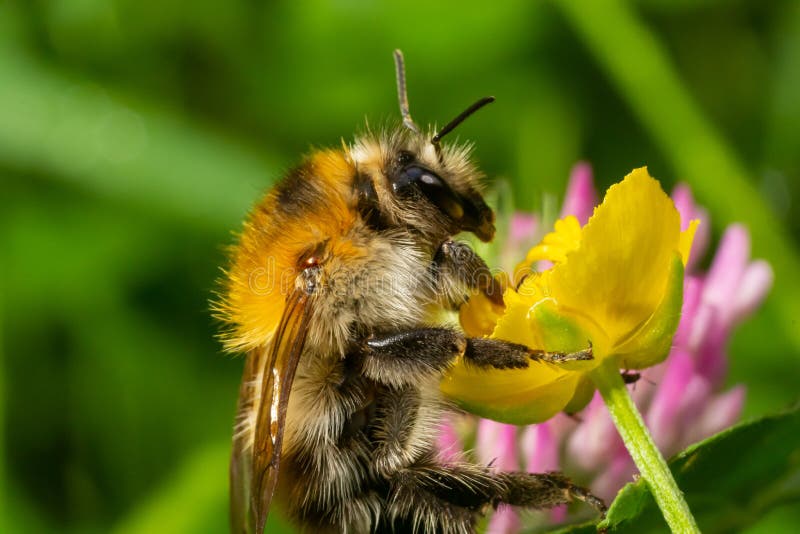 Isolated Bumblebee on Her Back Stock Image - Image of isolate, nature ...