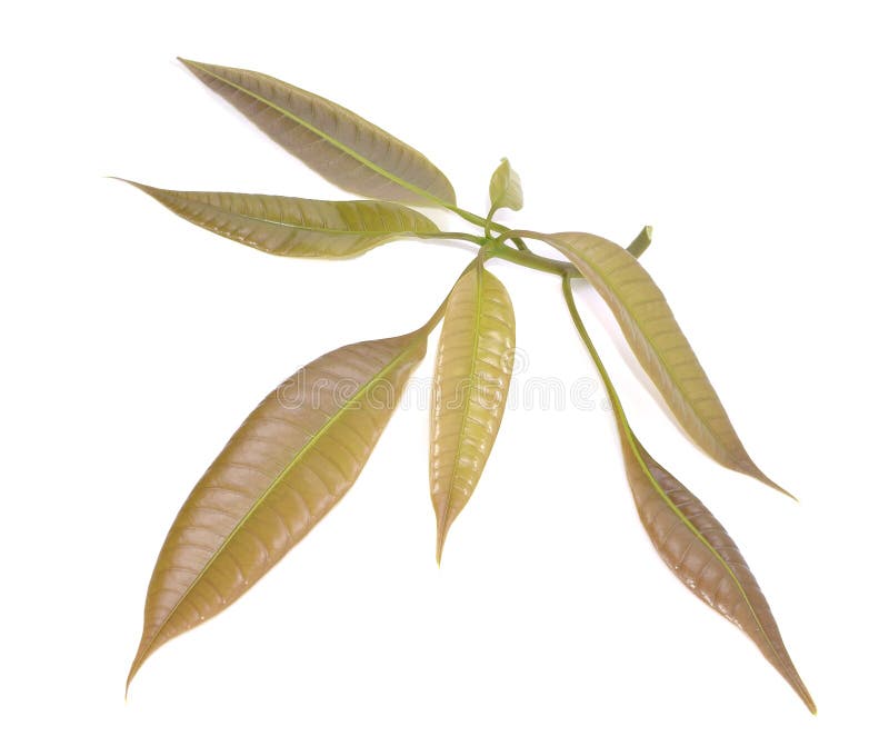 Isolated Bunch Green Mango Leaves Cut Out. Stock Image - Image of white ...