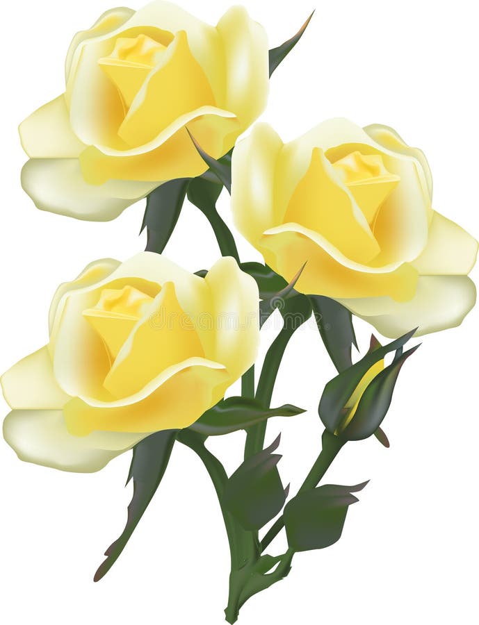 Light Yellow Rose Background