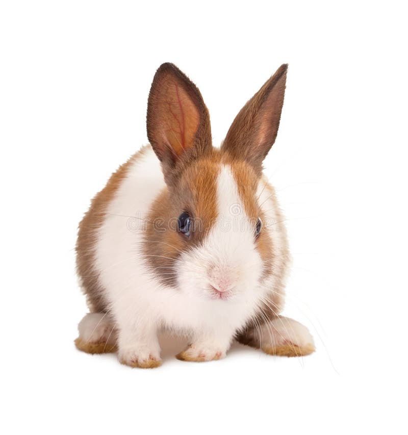 Gray Rabbit View From Above Stock Photo - Image of scent, breed: 16122290