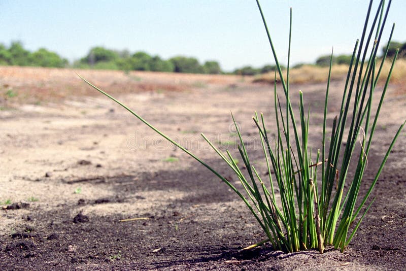 Isolated Bush Grass stock photo. Image of desert, isolated - 441520