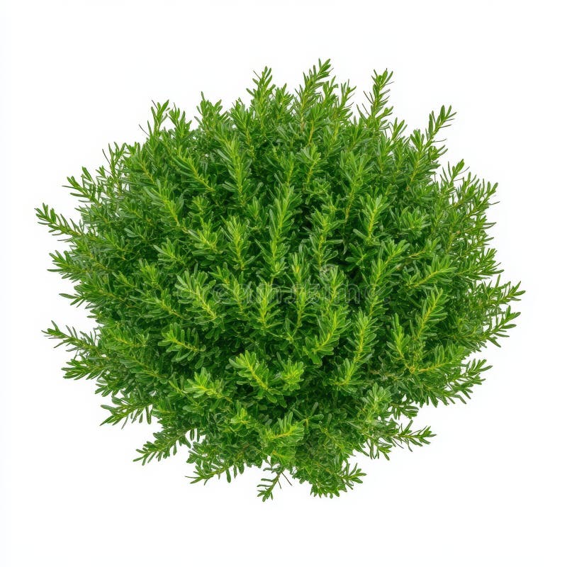 A Single Bush Stands Alone Against a White Backdrop, Highlighting Its ...