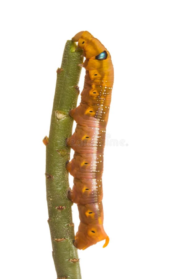 Pupa of Butterfly on the Tree Stock Image - Image of tree, cocoon: 32510437