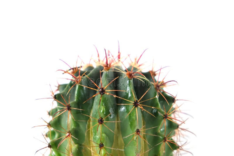 Isolated Cactus Closeup Side View Stock Image - Image of element, light ...