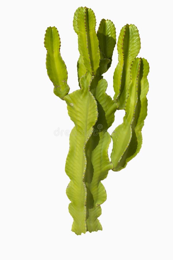 Upright columnar cactus stock image. Image of stem, columnar - 38697421