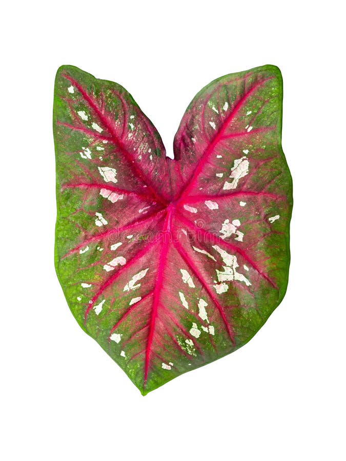 Multicolor Leaf With Texture Stock Photo - Image of color, environment ...