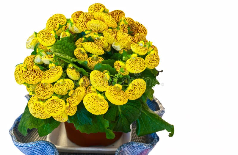 Isolated Calceolaria stock photo. Image of flowers, botanical - 18406714
